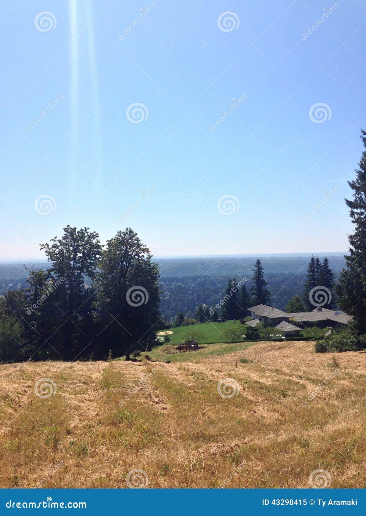 Trees stock image. Image of trees, horizon, view, feild - 43290415