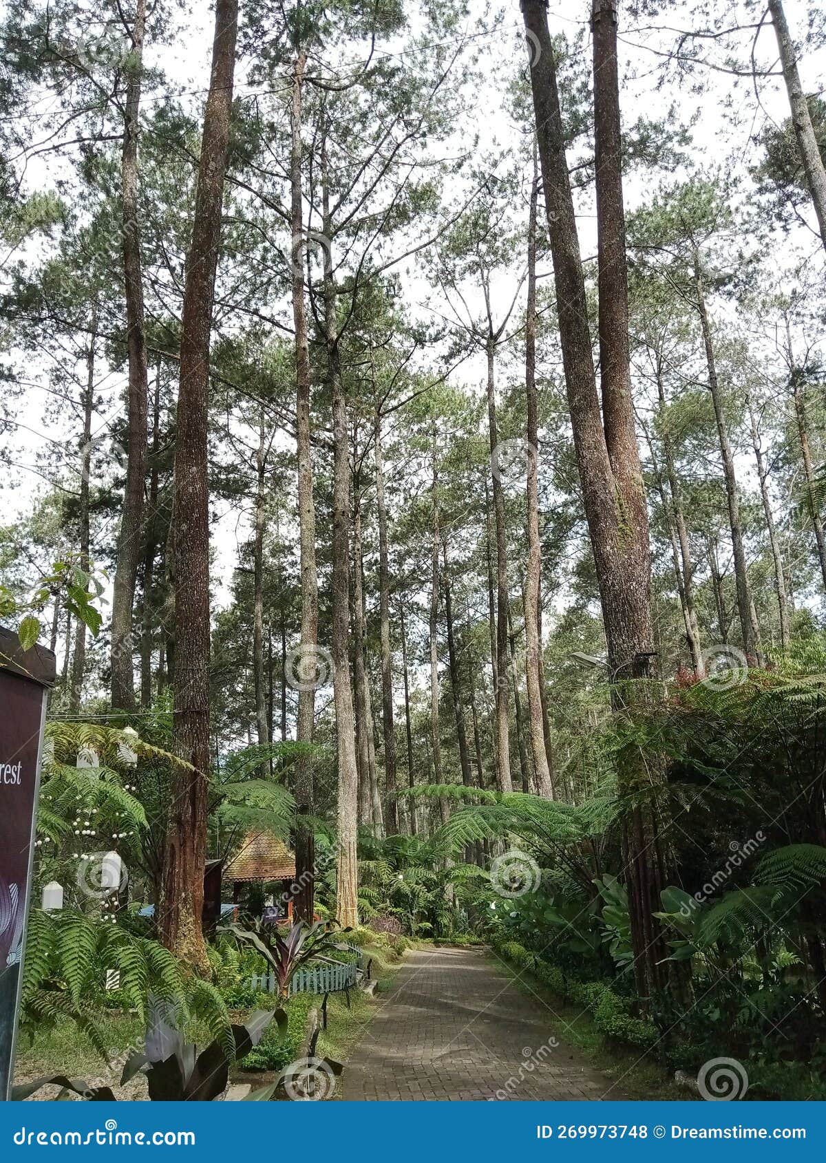 Trees and Sky View in Orchid Forest Cikole Stock Photo - Image of plant ...