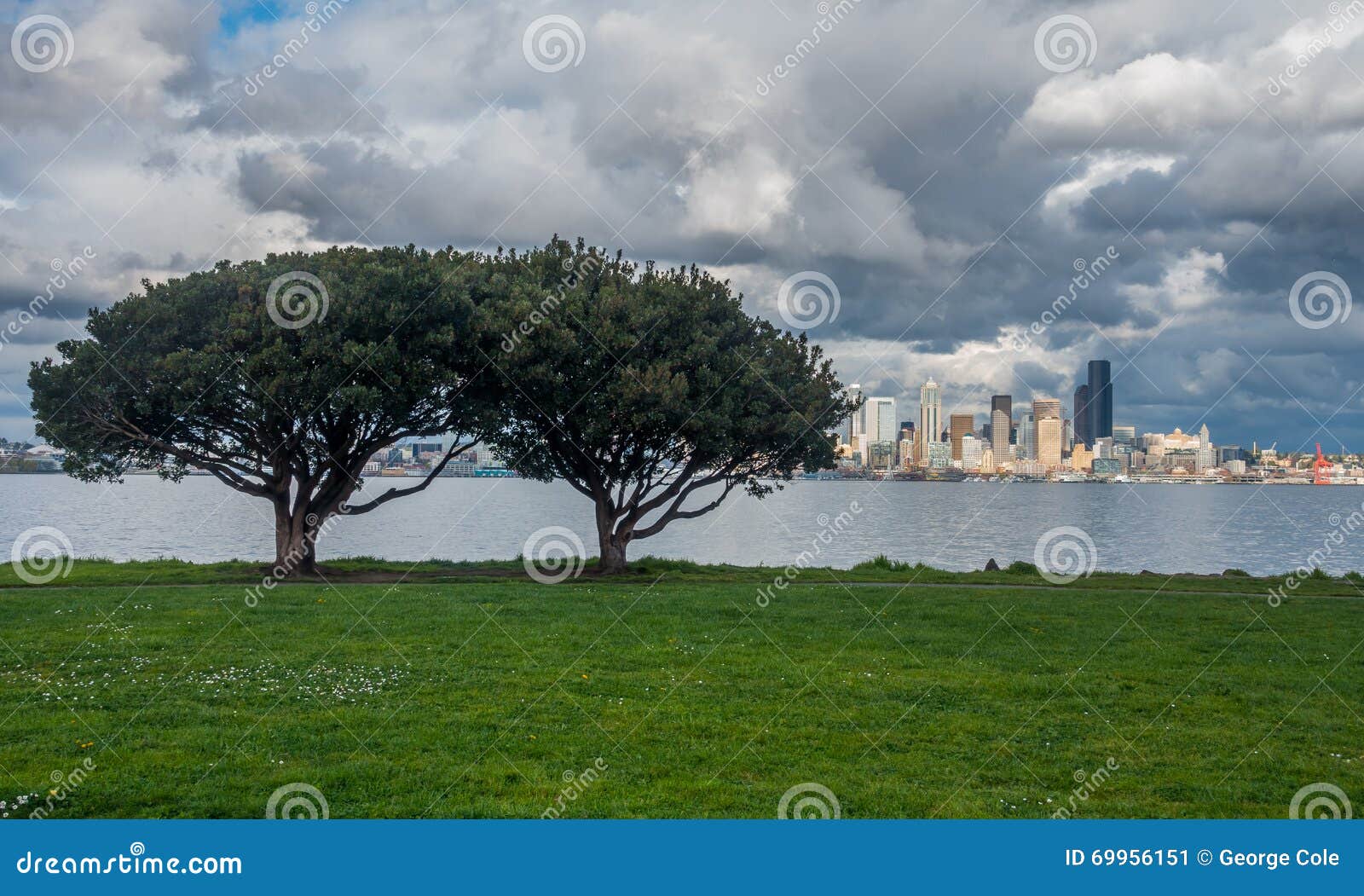 Trees and Skyline stock image. Image of skyline, architecture - 69956151