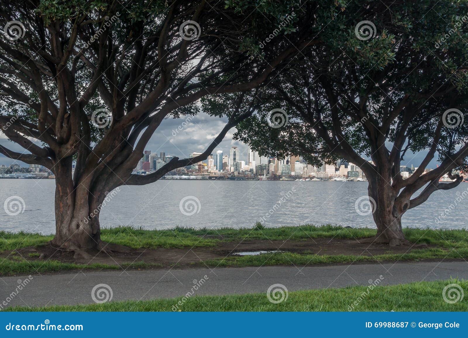 Trees and Skyline 2 stock image. Image of landscape, pacific - 69988687