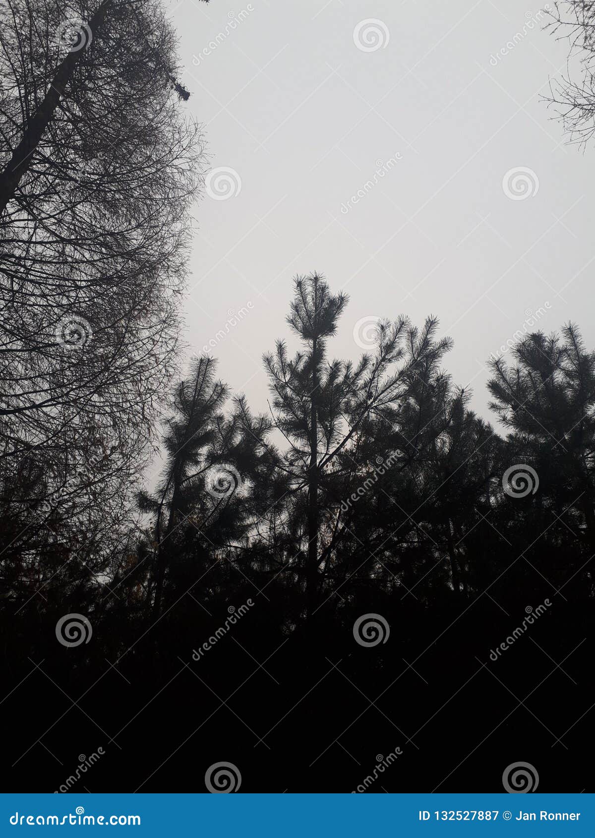 Trees skyline stock image. Image of tree, backdrop, tops - 132527887