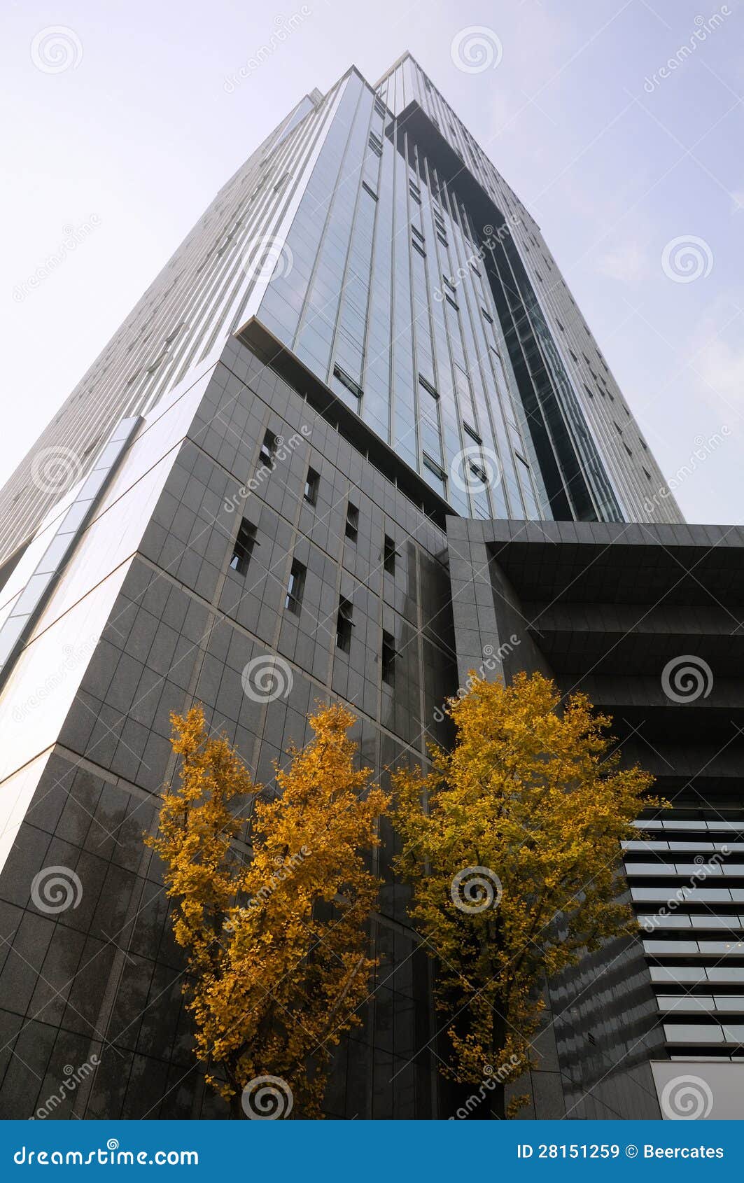 Trees before skyscraper stock image. Image of concrete - 28151259