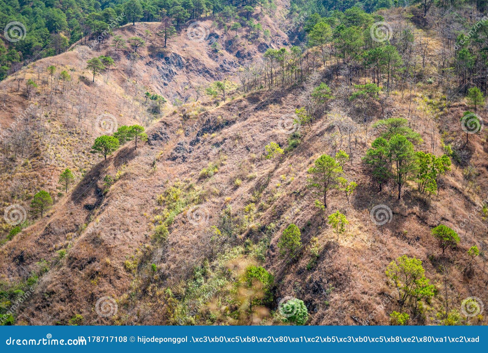 Trees at the Slopes of the Mountains of Benguet, Mountain Province ...