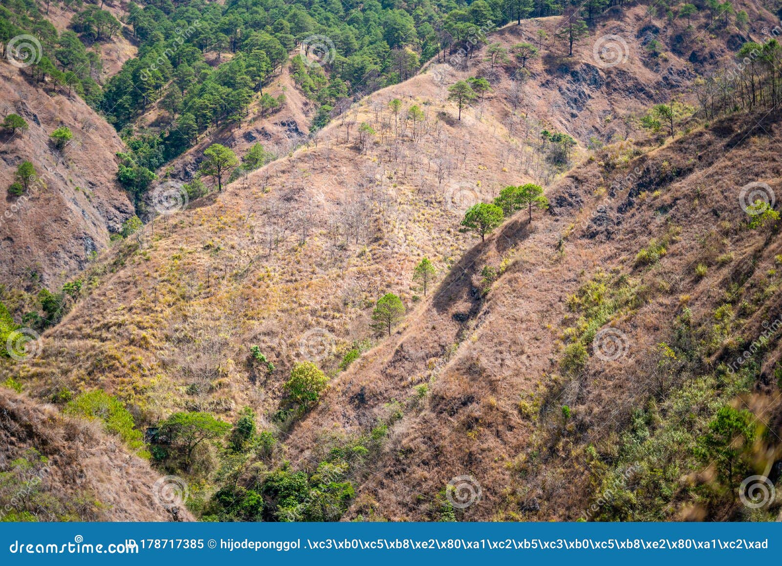 Trees at the Slopes of the Mountains of Benguet, Mountain Province ...