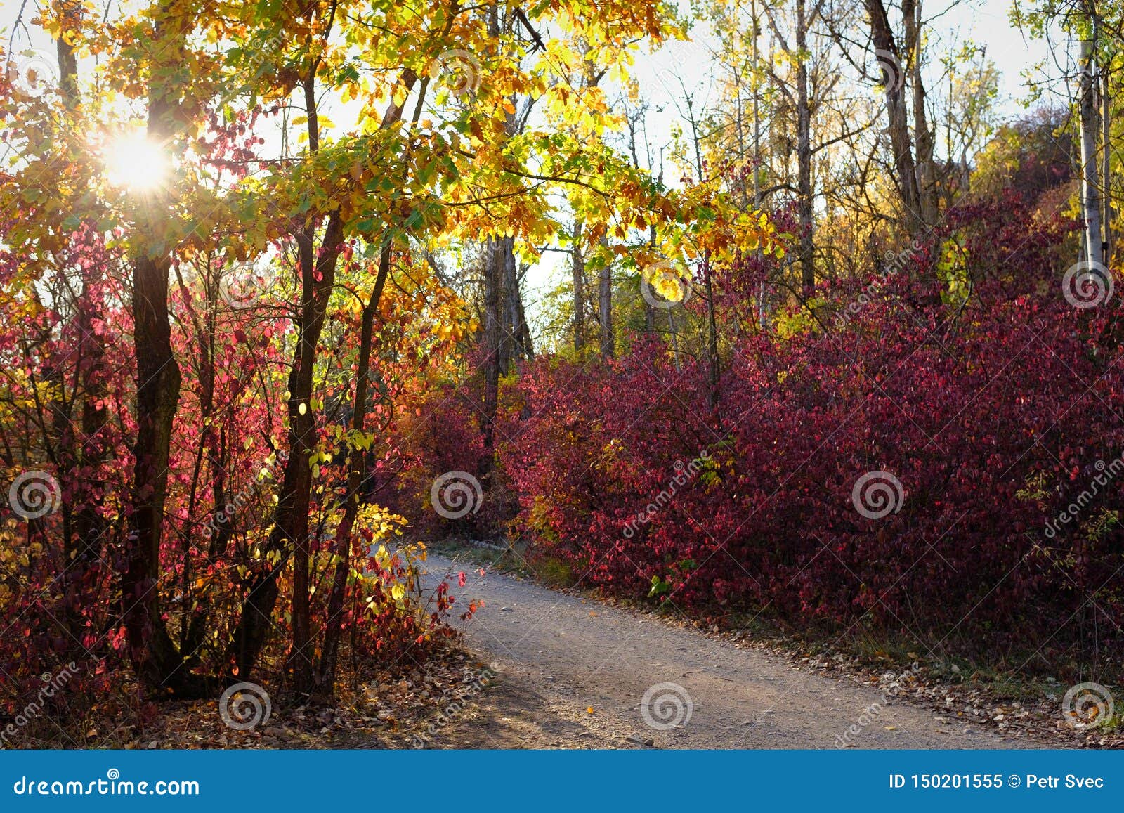 Colourful Trees in Fall in a Forest Stock Image - Image of dead, wild ...
