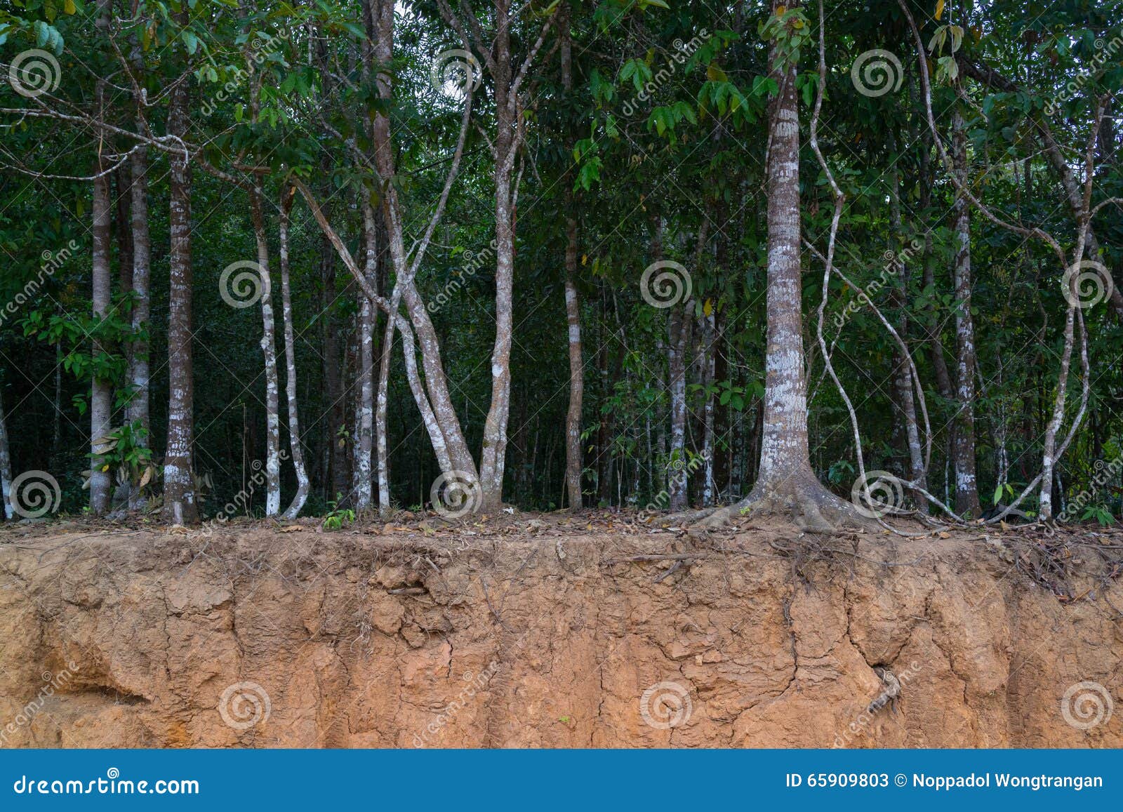 Trees on Small Cliff Showing Their Roots Stock Image - Image of torso ...