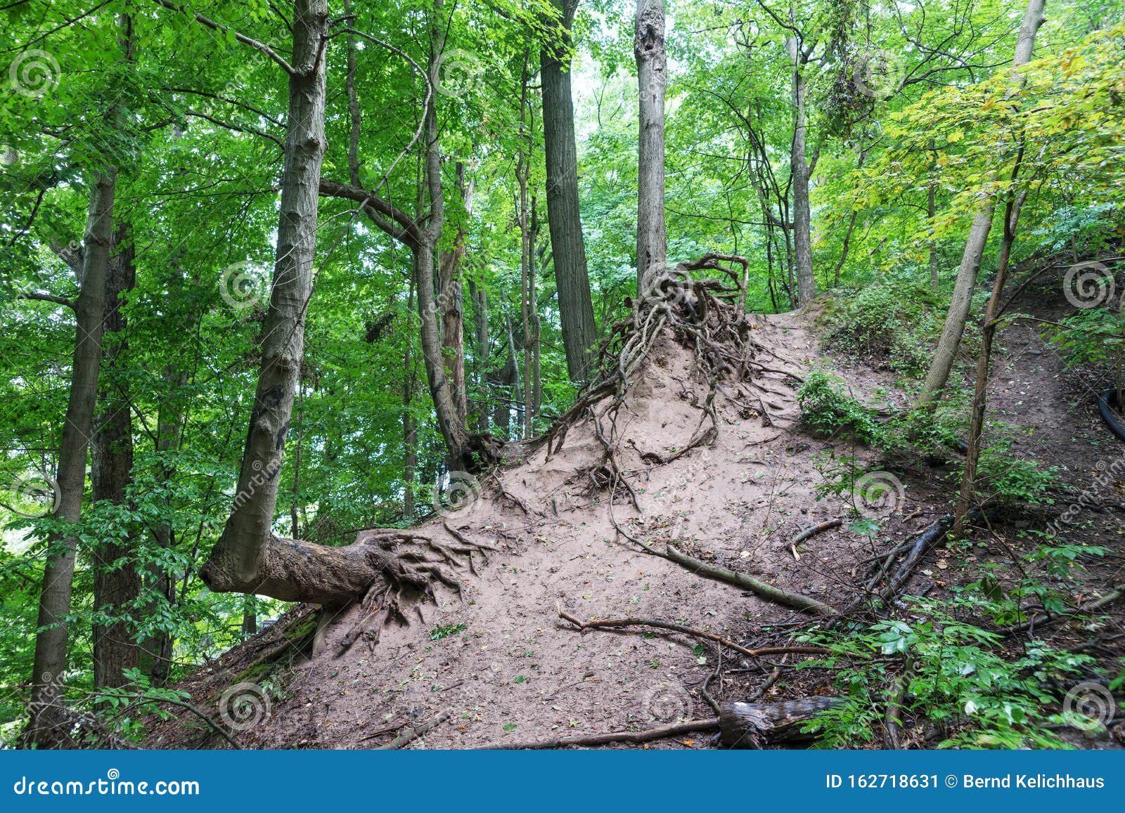 Trees on a Small Hill in the Forest Stock Image - Image of hill, jungle ...