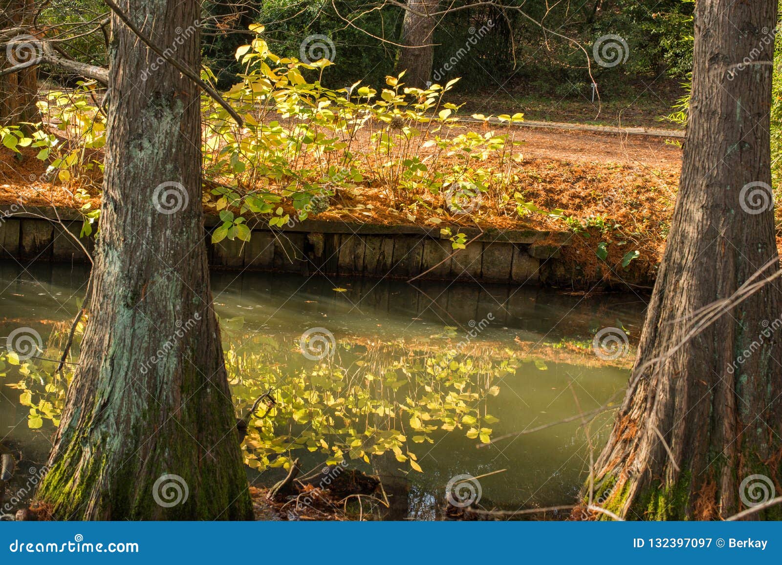 Trees in a Small Pond in Autumn on Display Stock Image - Image of ...