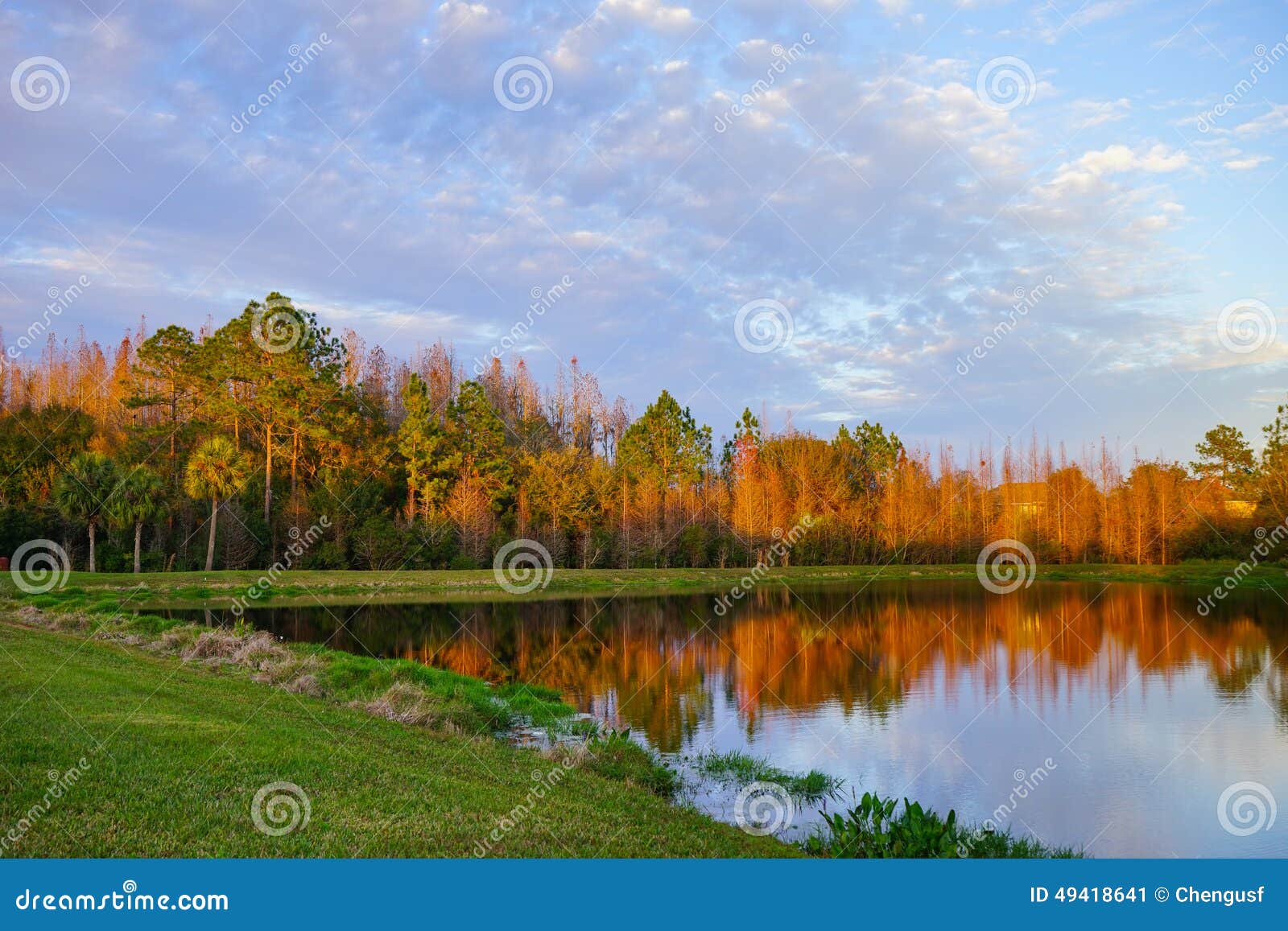 Trees and a Small Pond Form Perfect Reflection at Sunset Stock Image ...