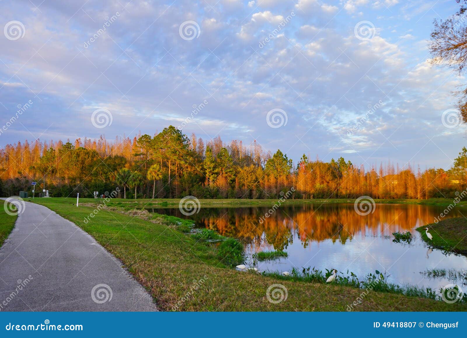 Trees and a Small Pond Form Perfect Reflection at Sunset Stock Image ...