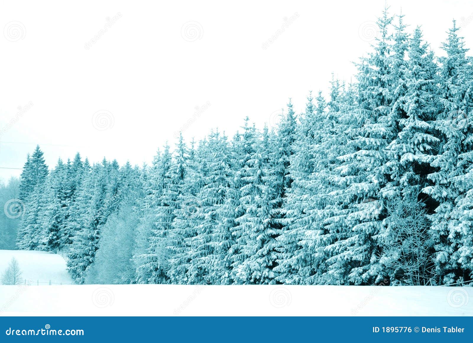Trees with snow stock photo. Image of outdoors, sunny - 1895776