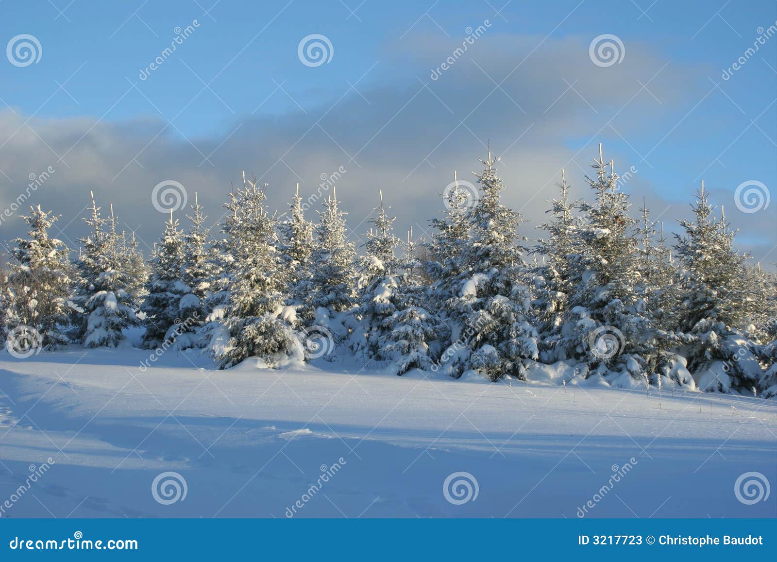 Trees with snow stock image. Image of excursion, altitude - 3217723