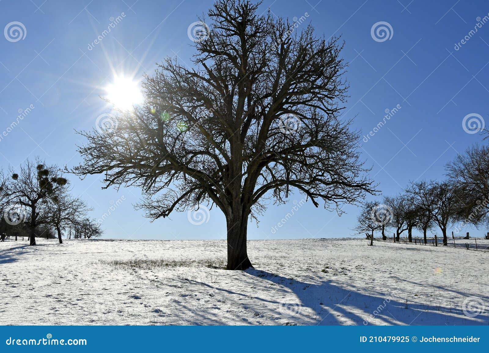 Trees with snow in backlit stock image. Image of back - 210479925