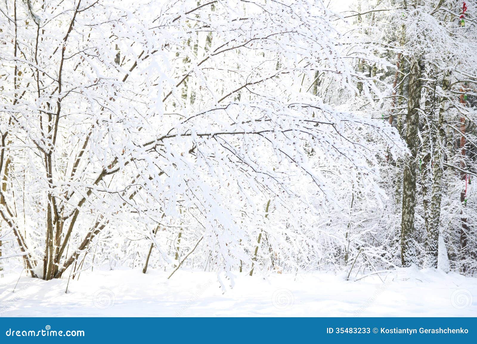 Trees in the Snow in Beautiful Winter Forest Stock Image - Image of ...