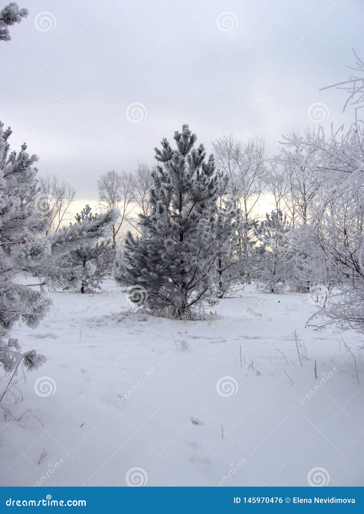 Trees in the Snow in the Bitter Cold in the Winter Stock Photo - Image ...