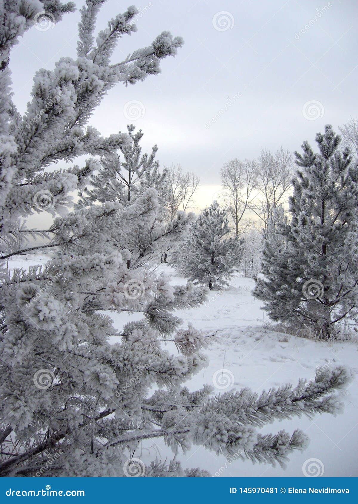 Trees in the Snow in the Bitter Cold in the Winter Stock Image - Image ...