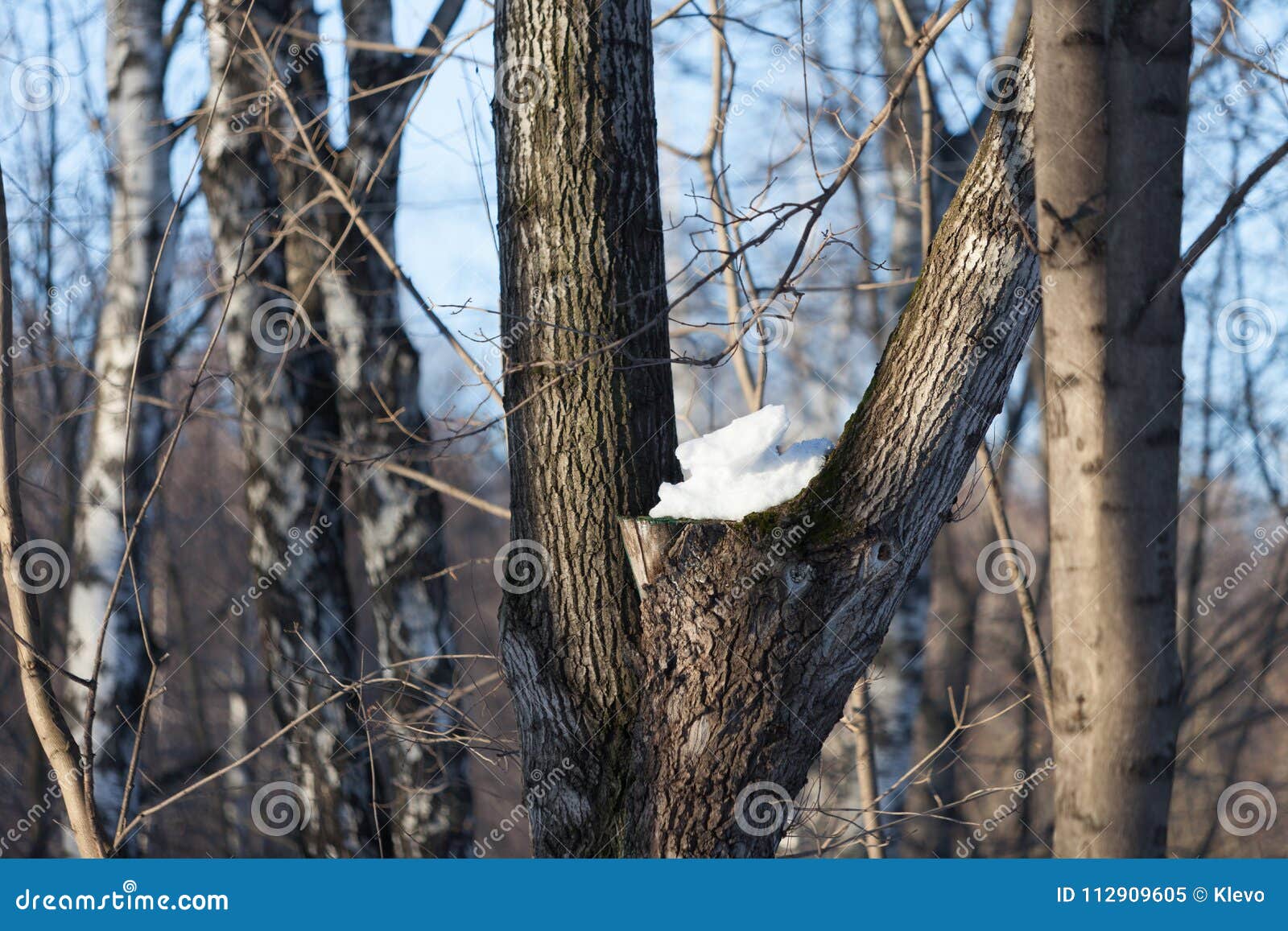 Trees with Snow Caps on a Snow-covered Park Avenue Illuminated by the ...