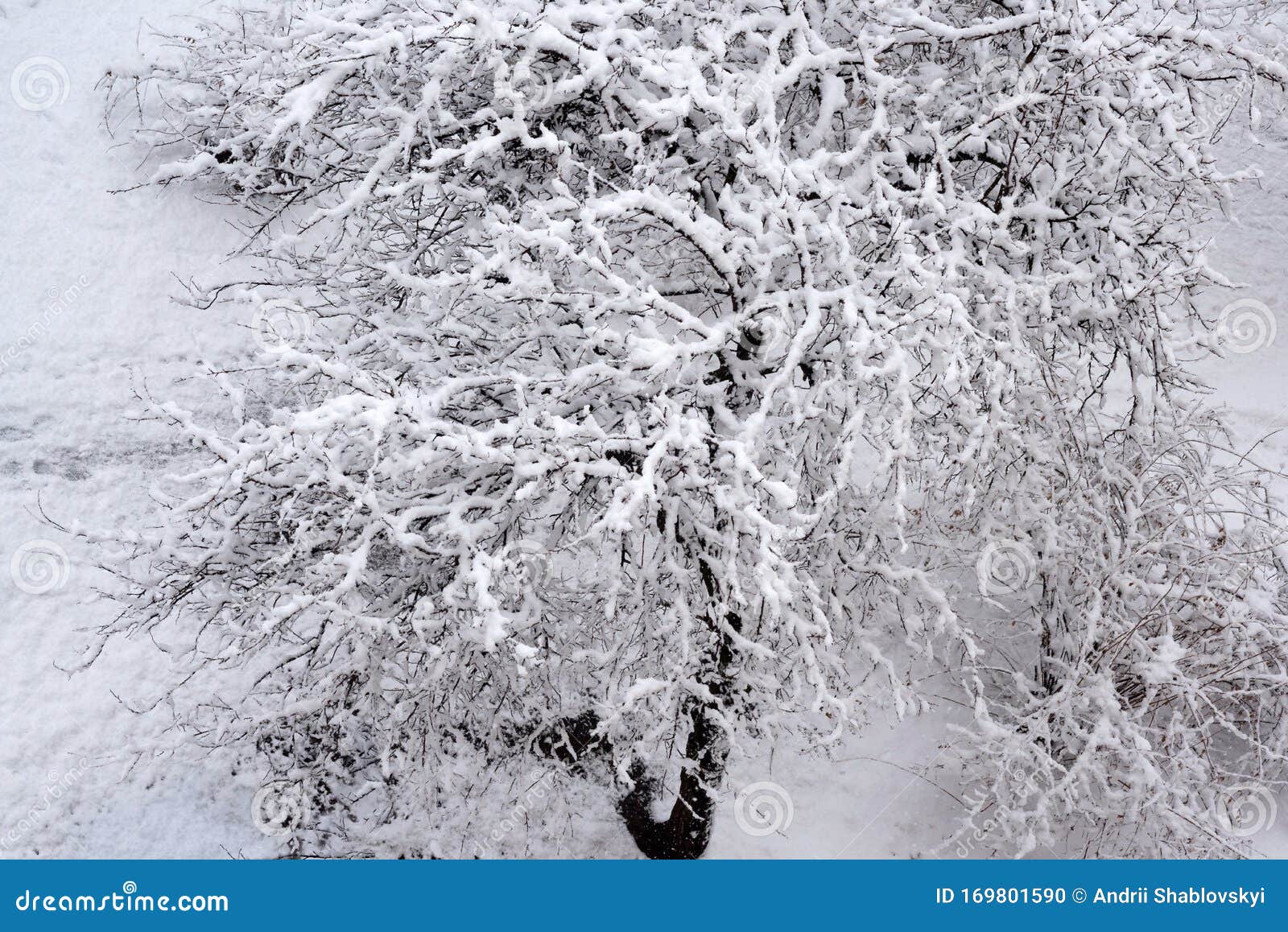 Trees in the Snow Close-up. Winter Has Come Stock Photo - Image of ...