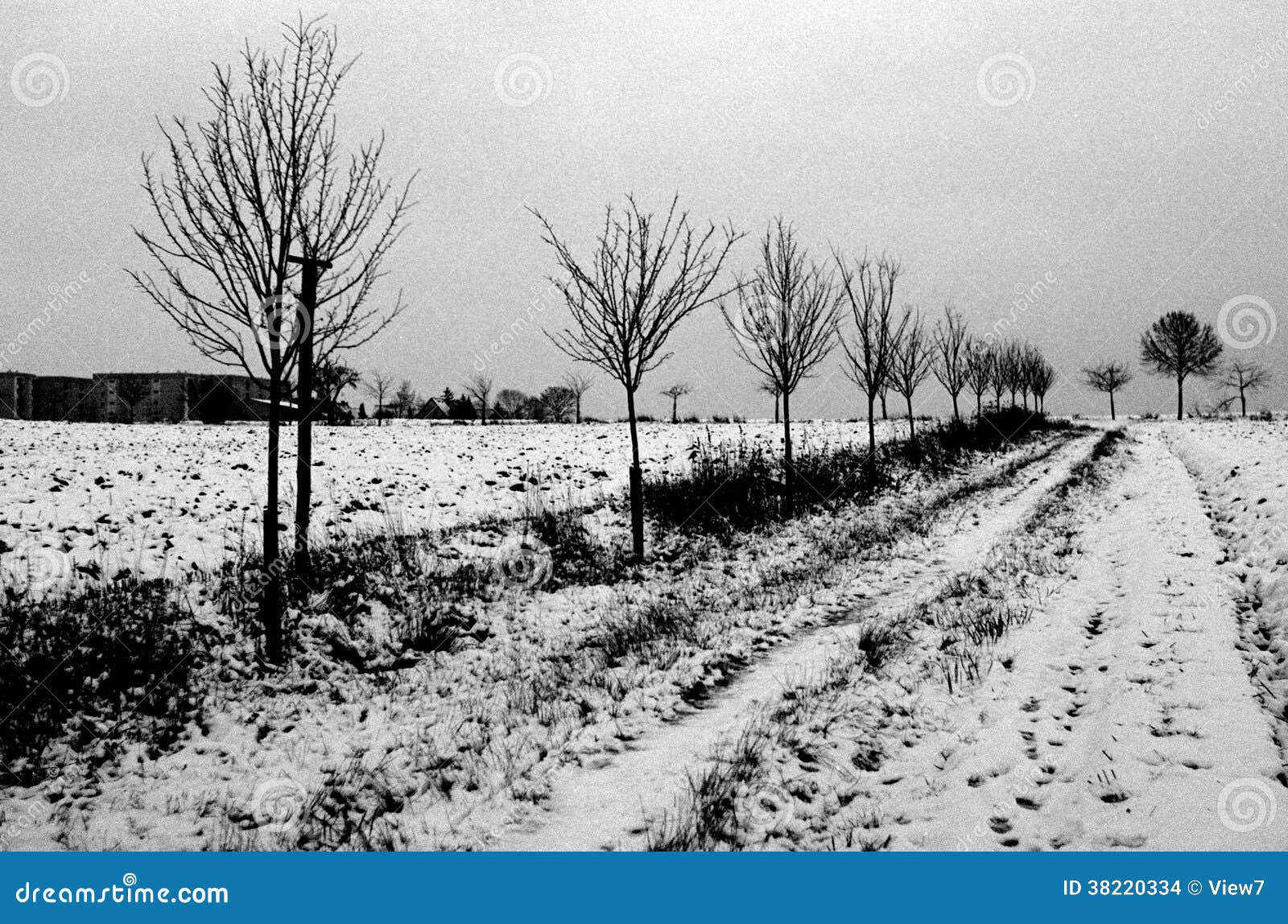 Trees in Snow Covered Countryside Stock Photo - Image of frozen, scenic ...