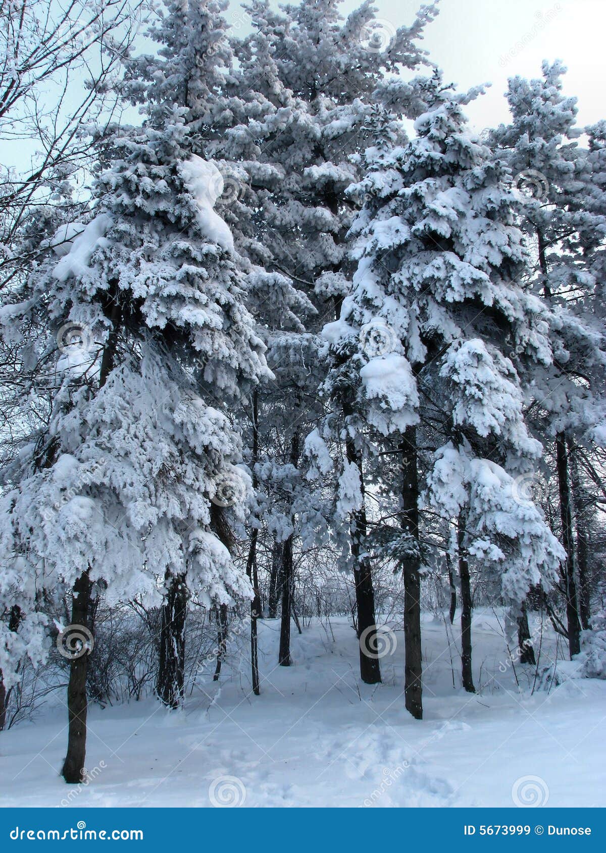 Trees after snow fall stock image. Image of covered, path - 5673999