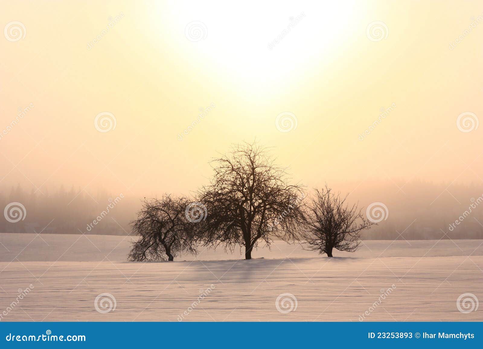 Trees.Snow.Field. stock image. Image of weather, pure - 23253893