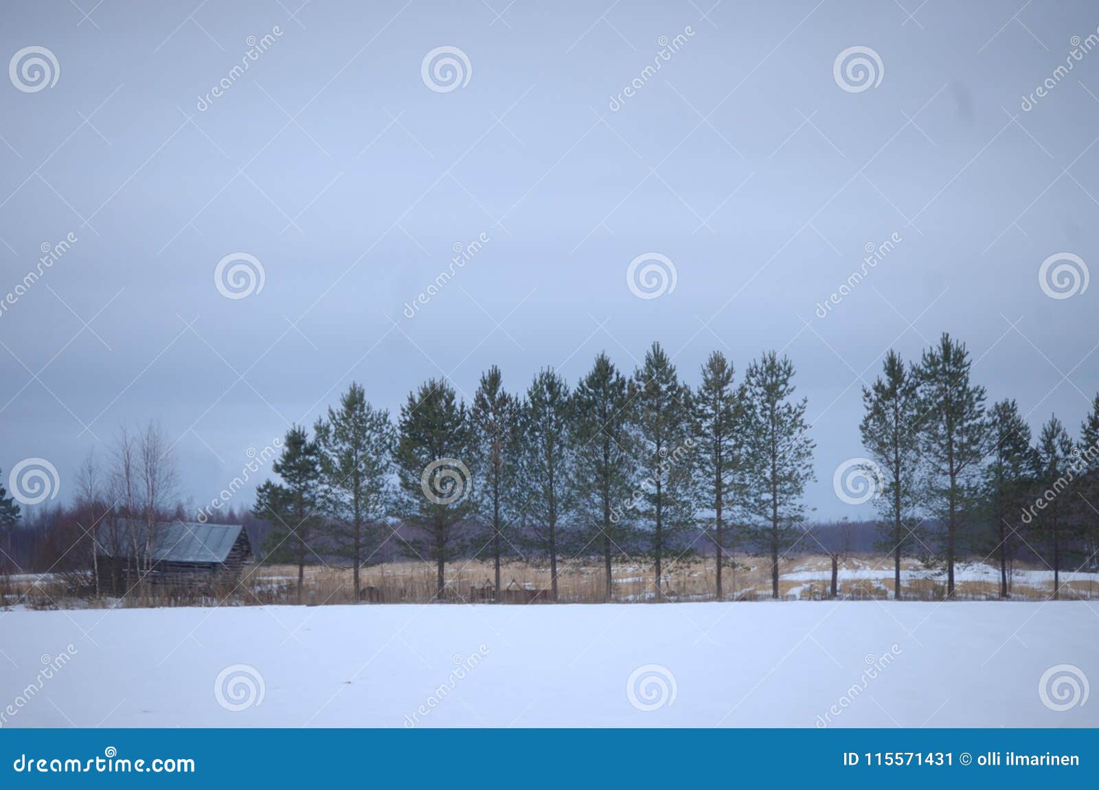 Tree line stock image. Image of winter, landscape, snow - 115571431