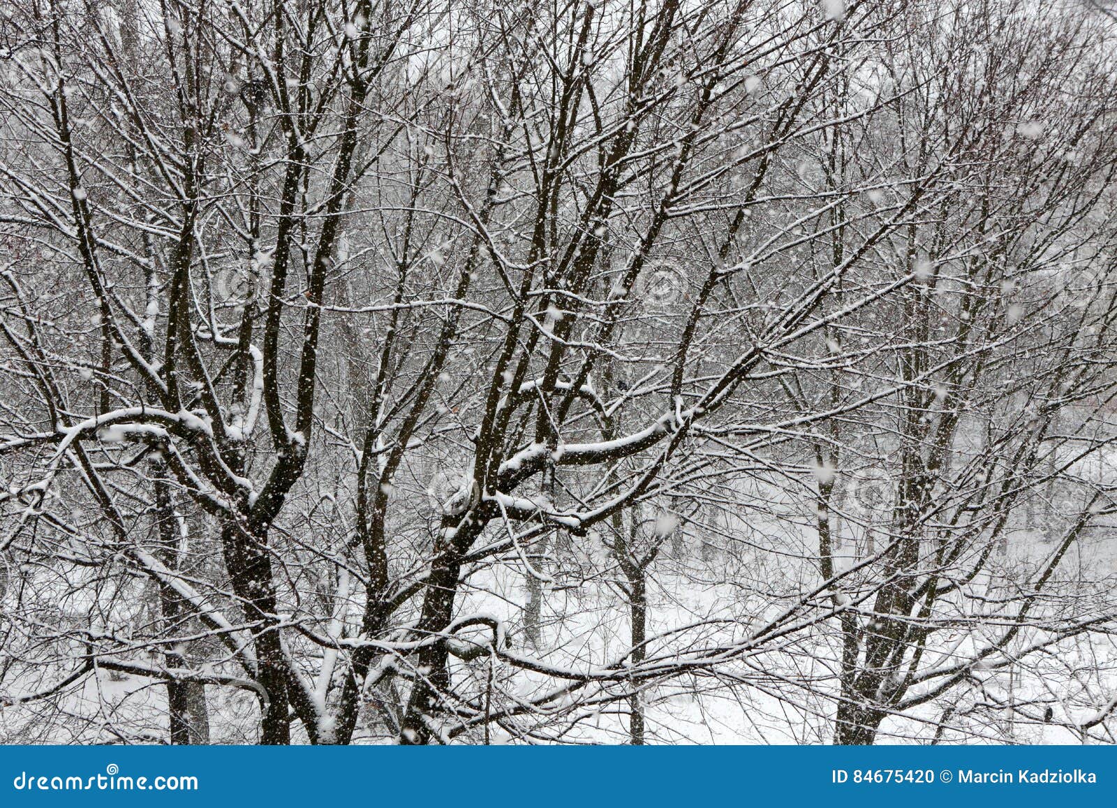 Trees while Snow Flurry. Winter Background. Stock Photo - Image of ...