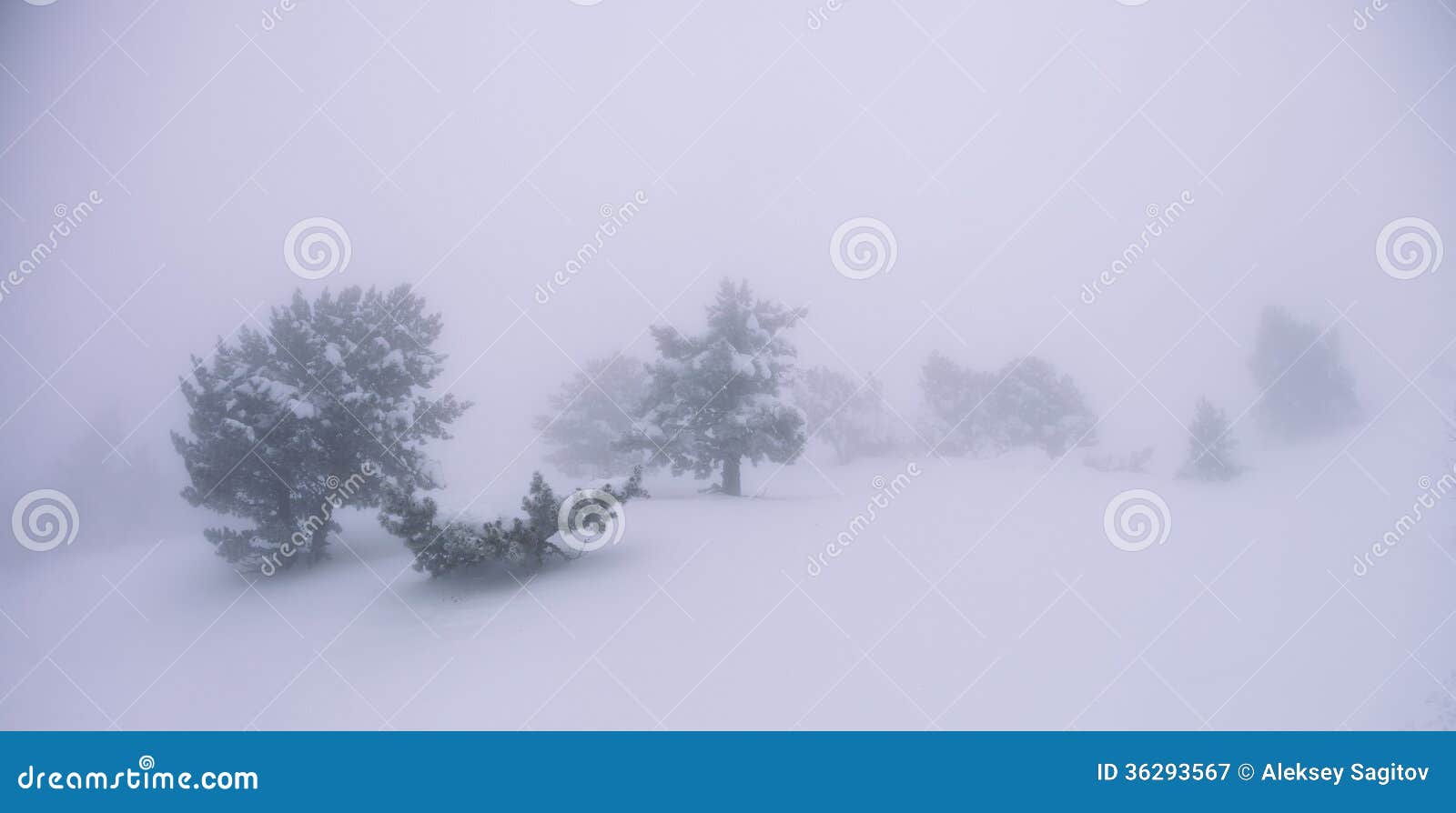 Trees in the Snow in the Fog Stock Image - Image of forest, wood: 36293567