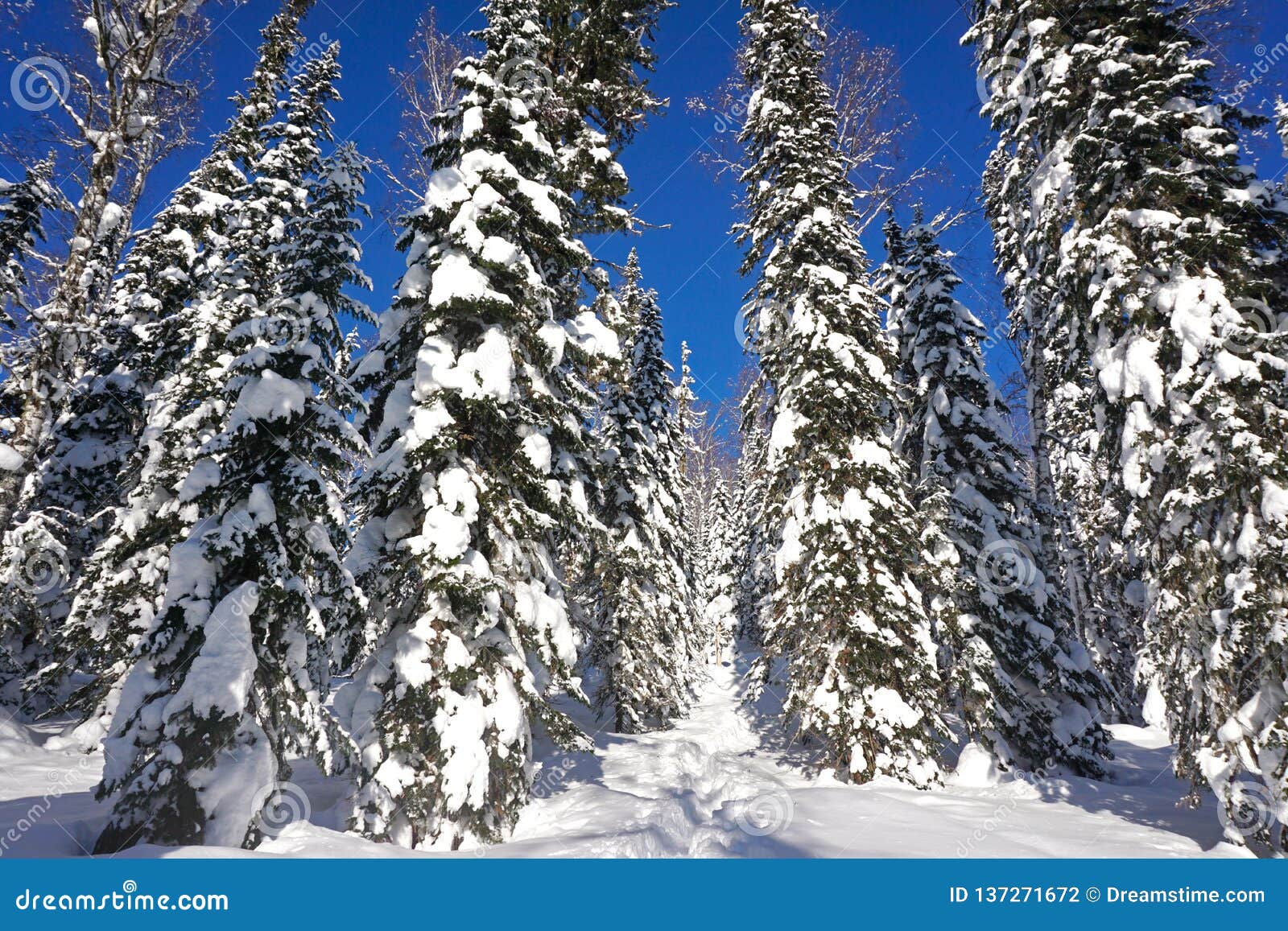 Trees in the Snow, Snow Forest in December Stock Photo - Image of taiga ...