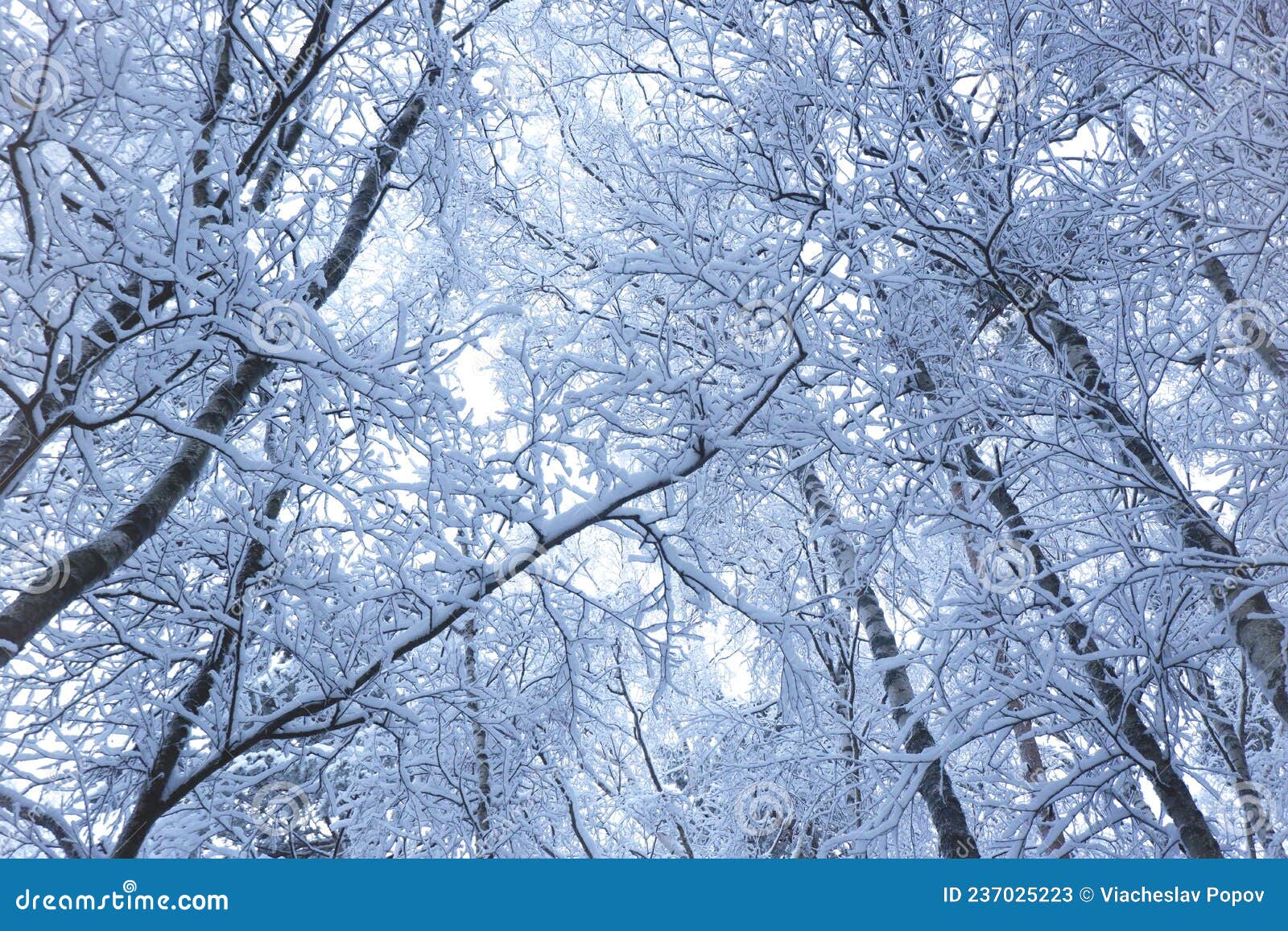 Trees in the snow stock image. Image of trees, snow - 237025223