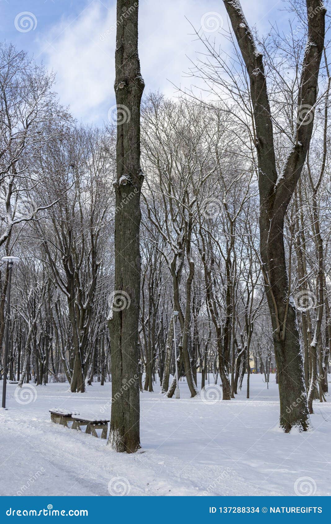 Trees in Snow in a Parc stock photo. Image of breeze - 137288334