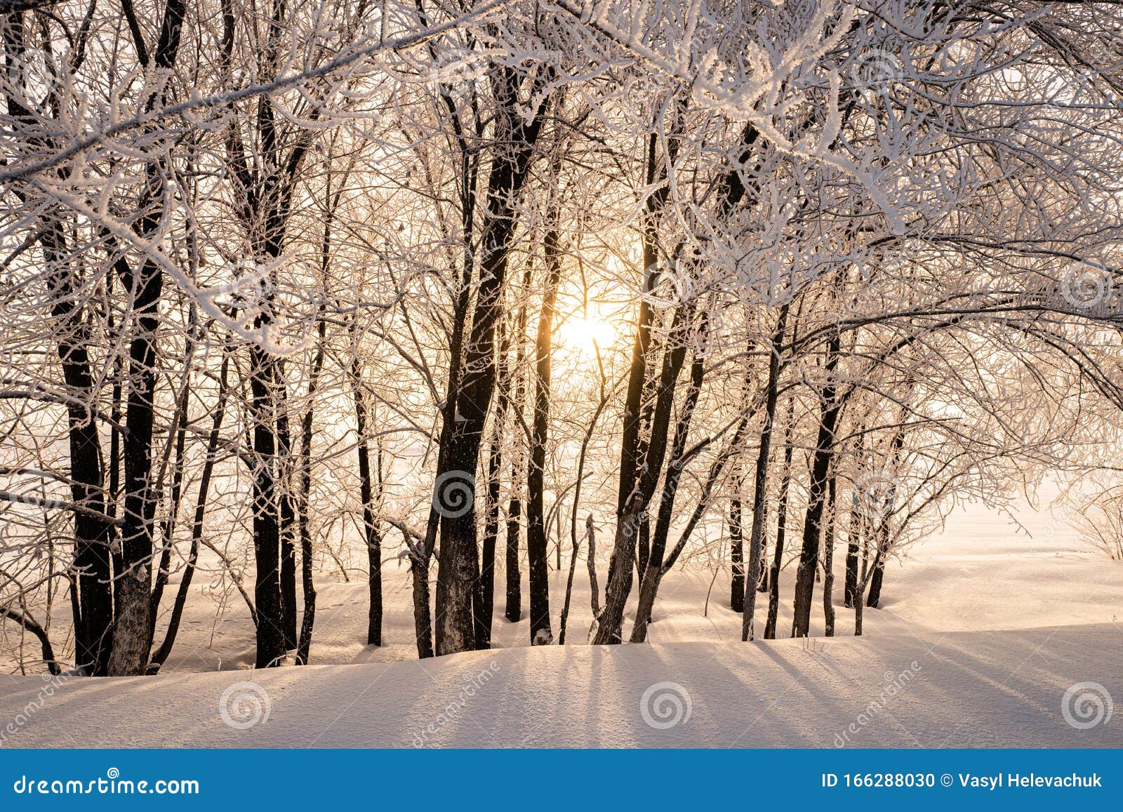 Trees in the Snow in the Rays of Sun Stock Photo - Image of branch ...