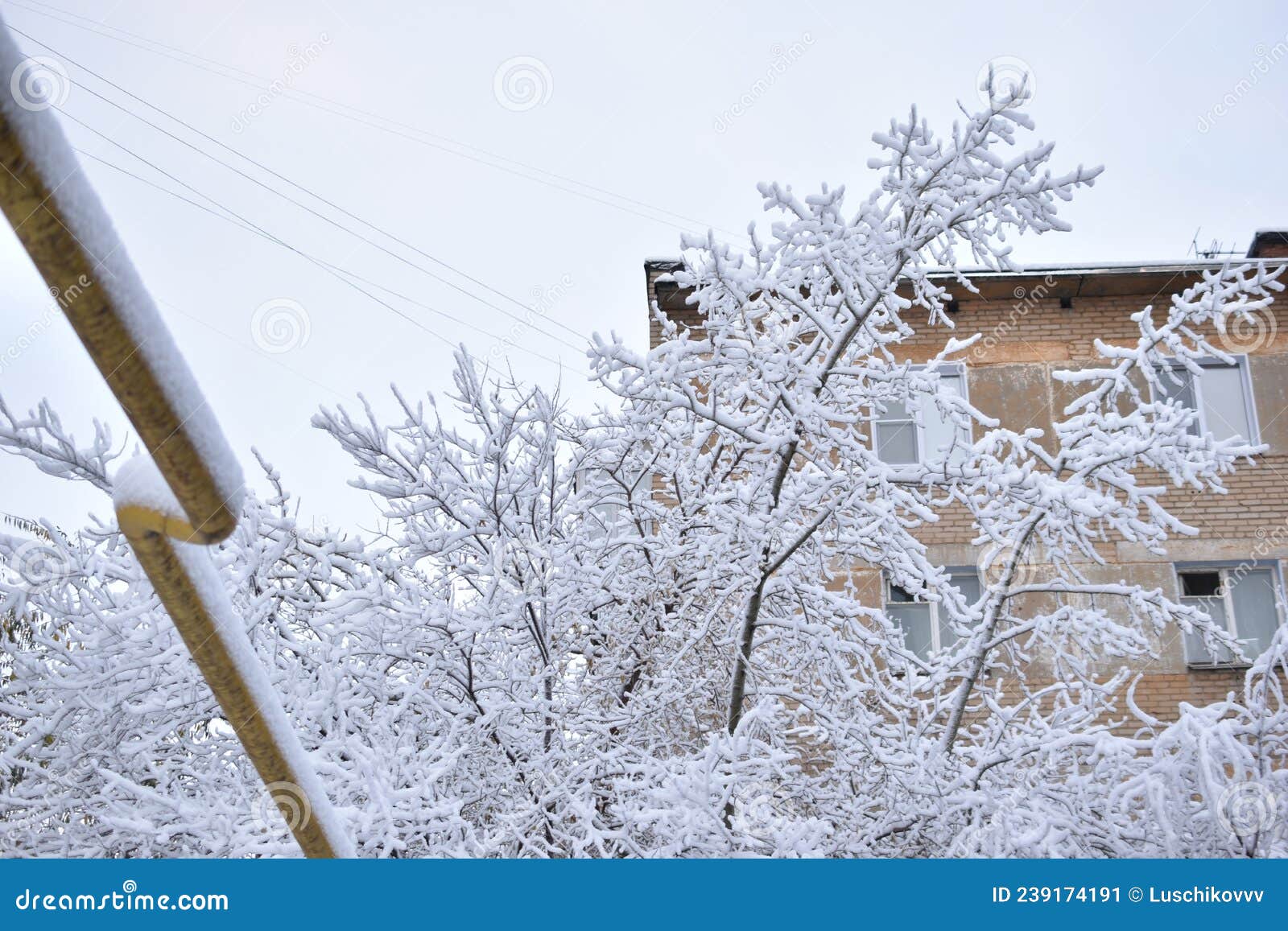 Trees in the Snow after a Snowfall in Autumn Stock Image - Image of ...