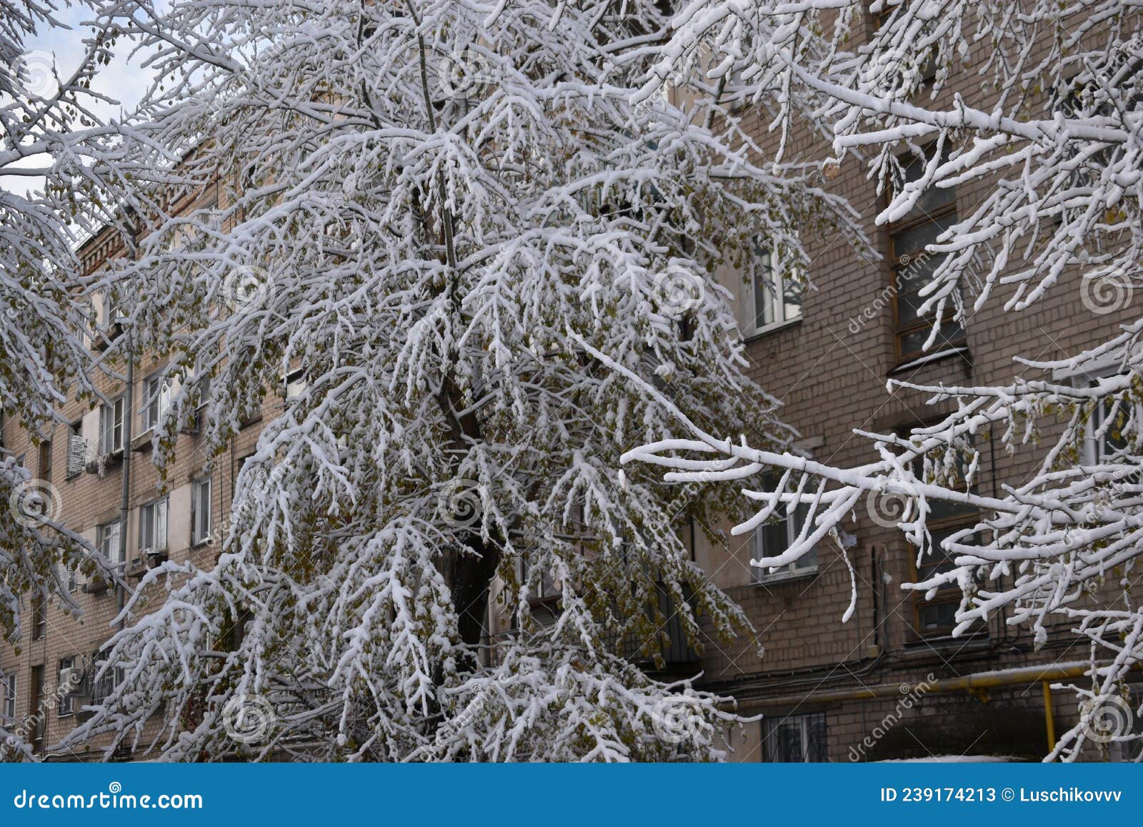 Trees in the Snow after a Snowfall in Autumn Stock Image - Image of ...