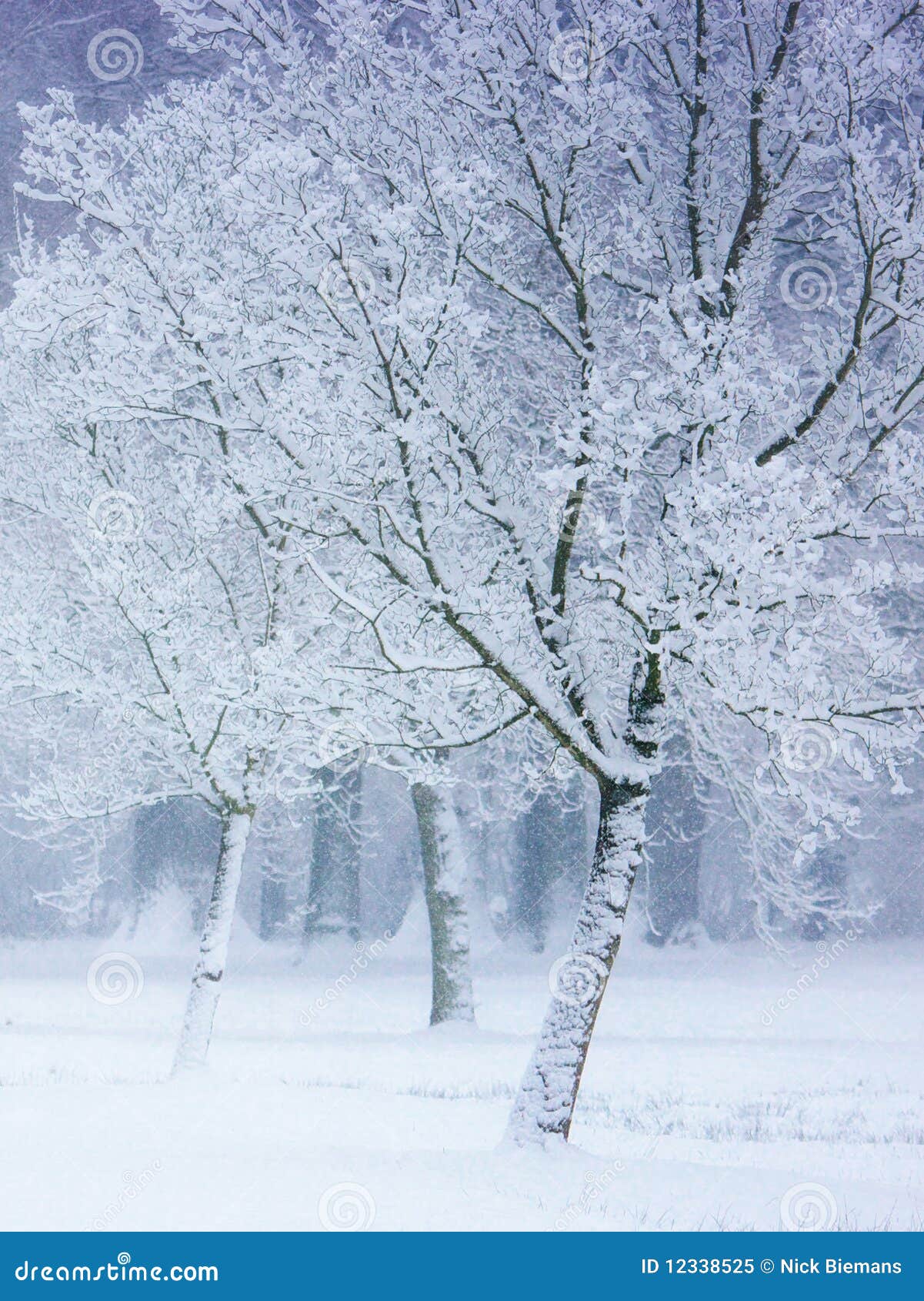 Trees in snow storm stock image. Image of freezing, inclement - 12338525