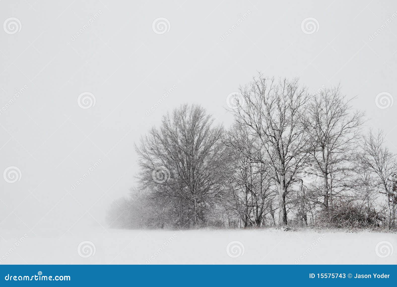 Trees in a snow storm stock image. Image of calm, white - 15575743