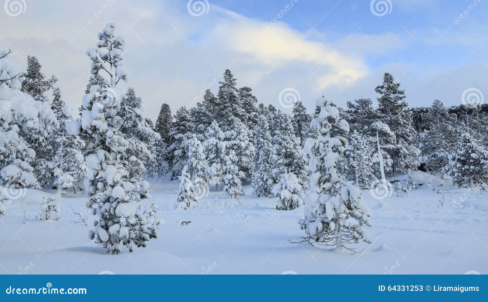 Trees after snow storm stock image. Image of christmas - 64331253