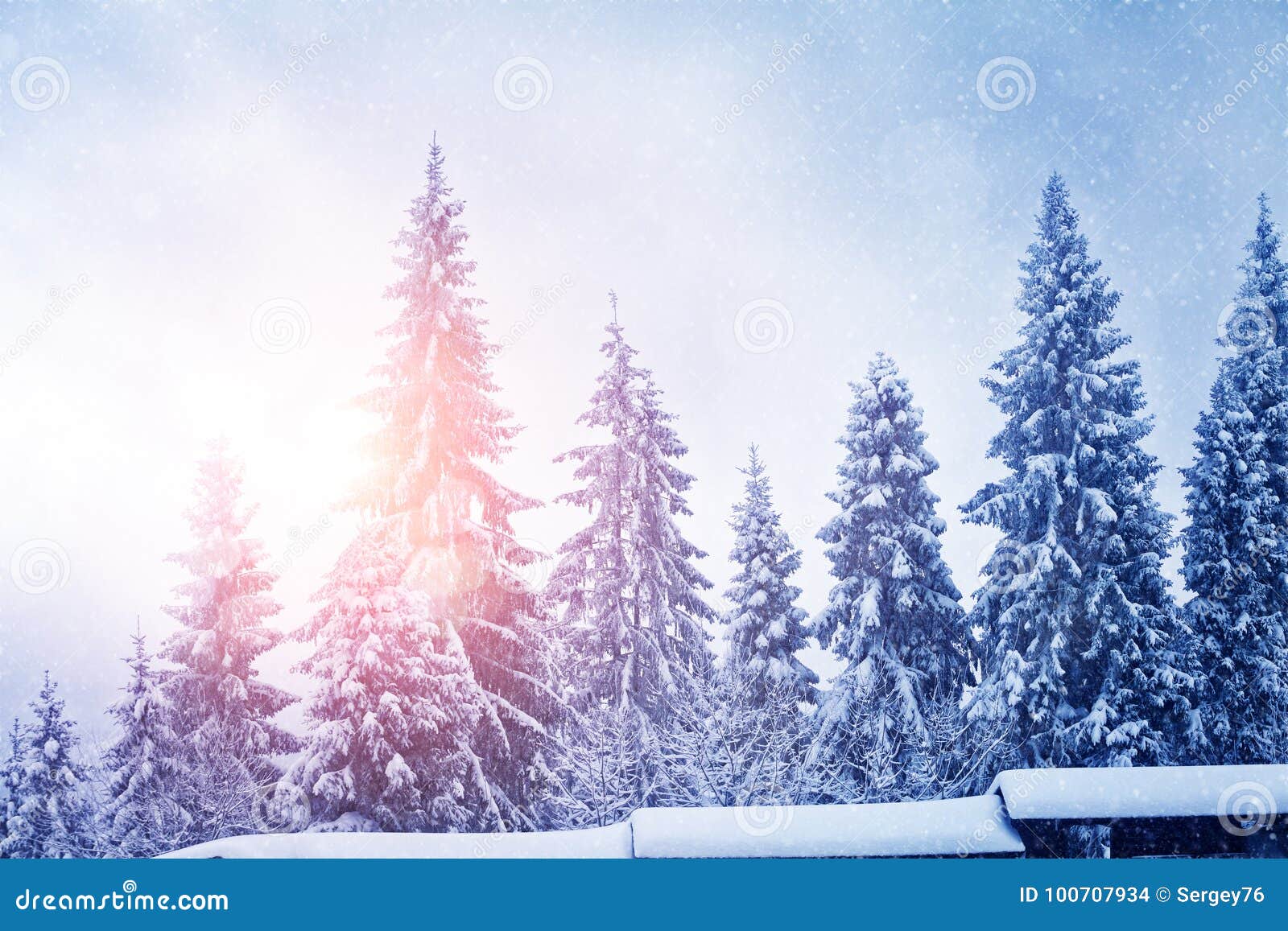 Trees in Snow and Sun Light Stock Photo - Image of snowy, frozen: 100707934