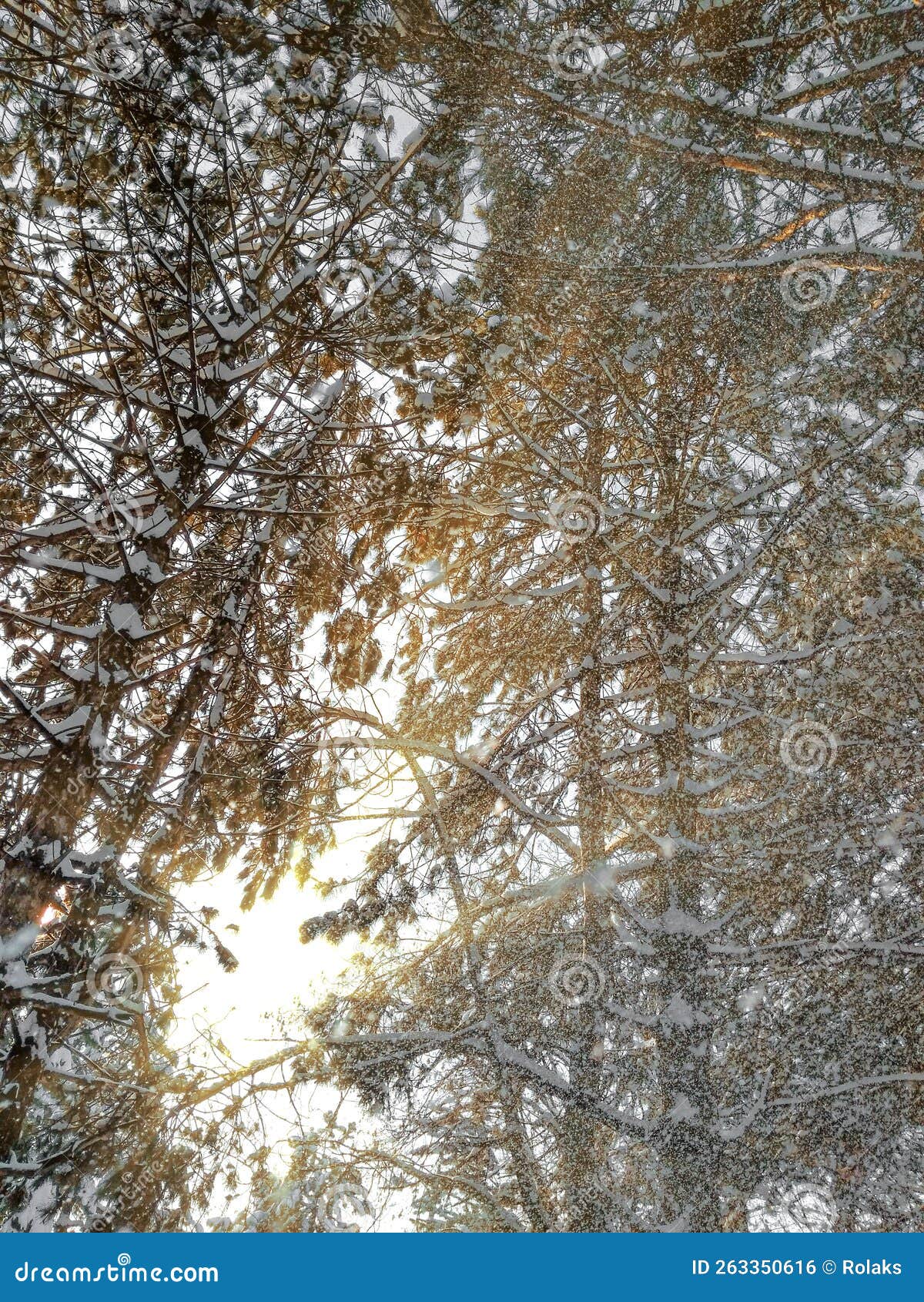 Trees in snow and sun stock photo. Image of season, rays - 263350616