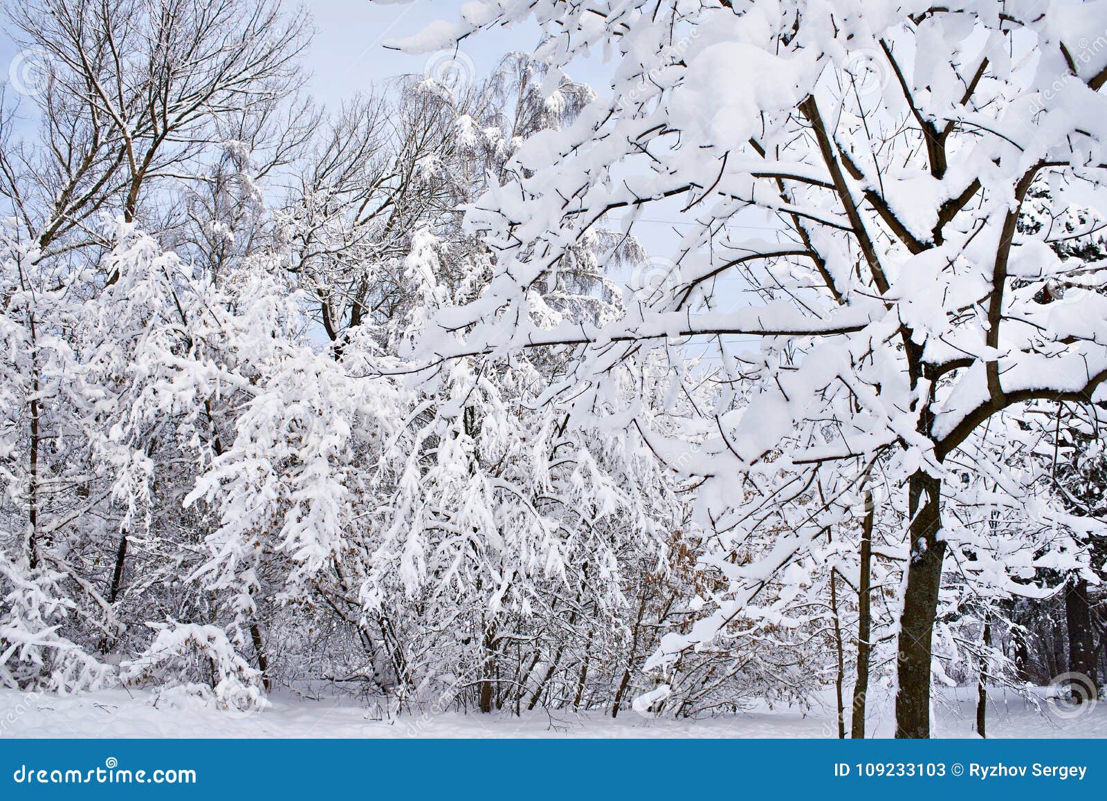 Trees in snow stock image. Image of landscape, wilderness - 109233103