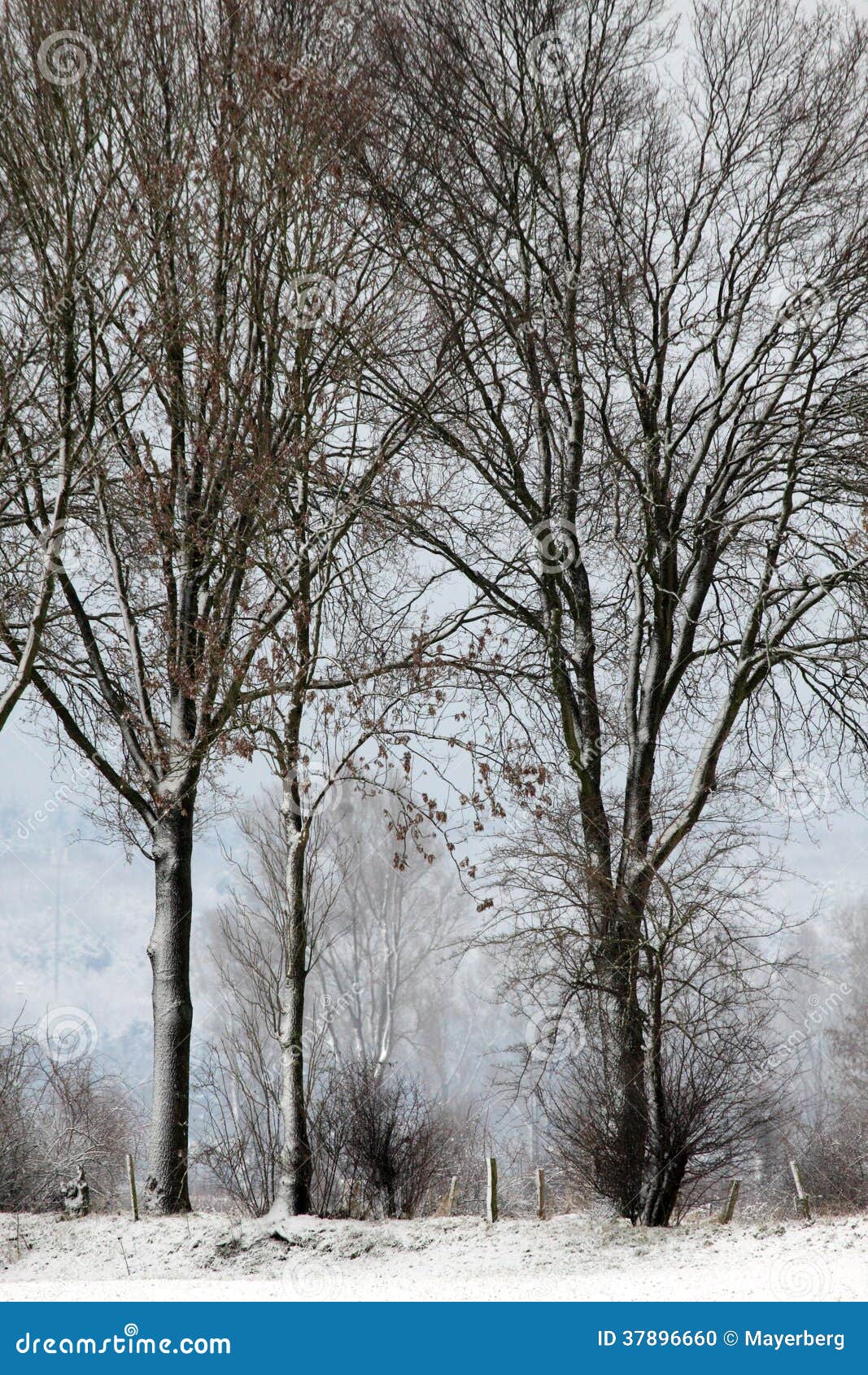 Trees in snow stock photo. Image of winter, meadow, seasonal - 37896660