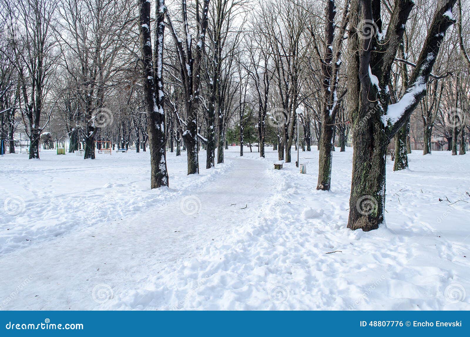 Trees with Snow in Winter Park Stock Photo - Image of landscape, scenic ...