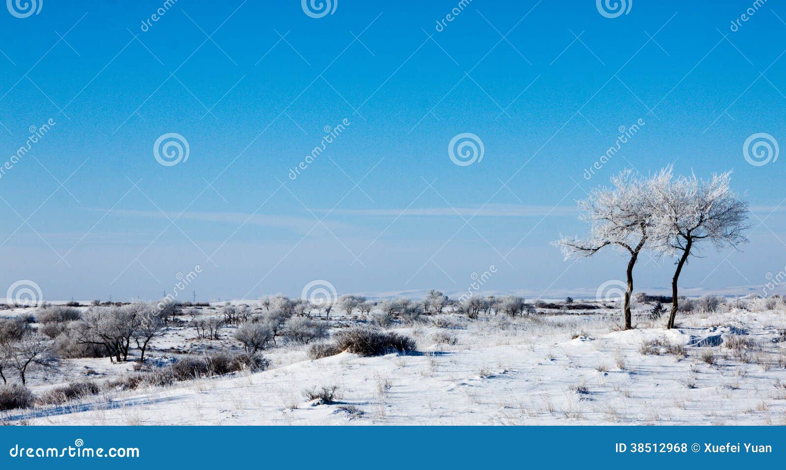 Trees on snowfield stock photo. Image of landscape, background - 38512968
