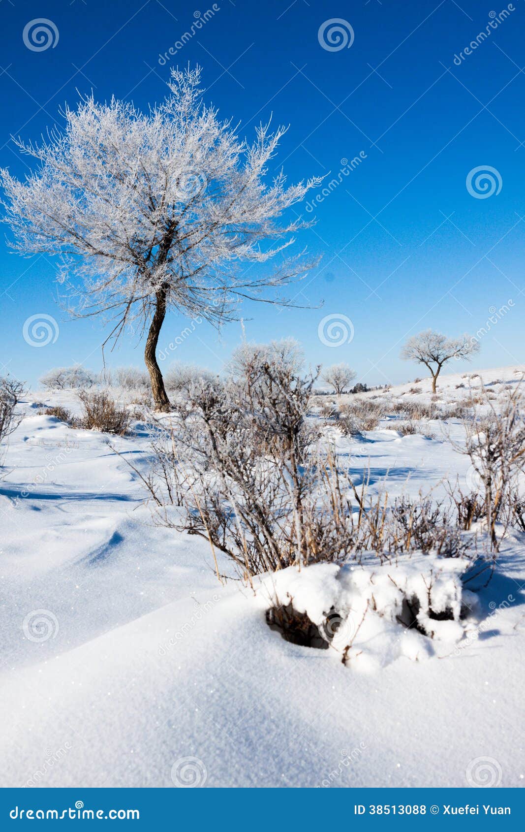 Trees on snowfield stock photo. Image of leisure, blue - 38513088