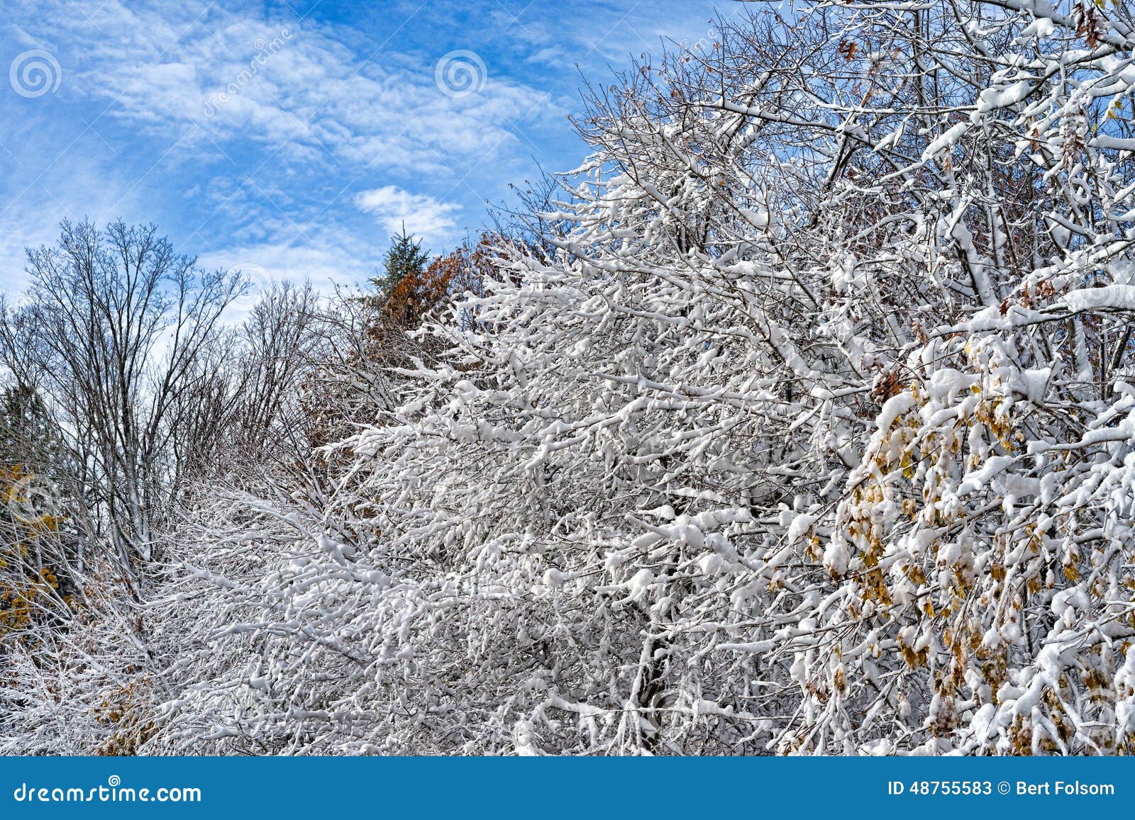 Trees after snowstorm stock image. Image of vibrant, clouds - 48755583