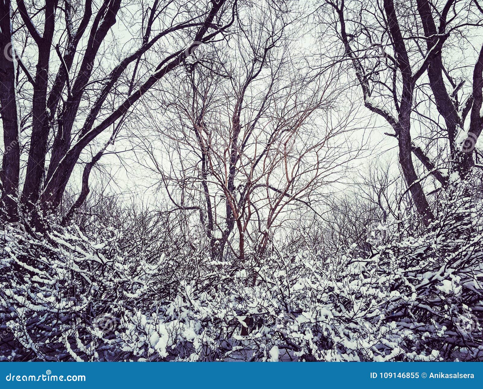 Trees after snowstorm stock image. Image of january - 109146855