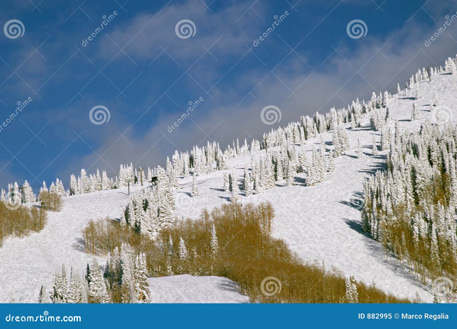 Trees on Snowy Mountainside Stock Image - Image of routt, forest: 882995