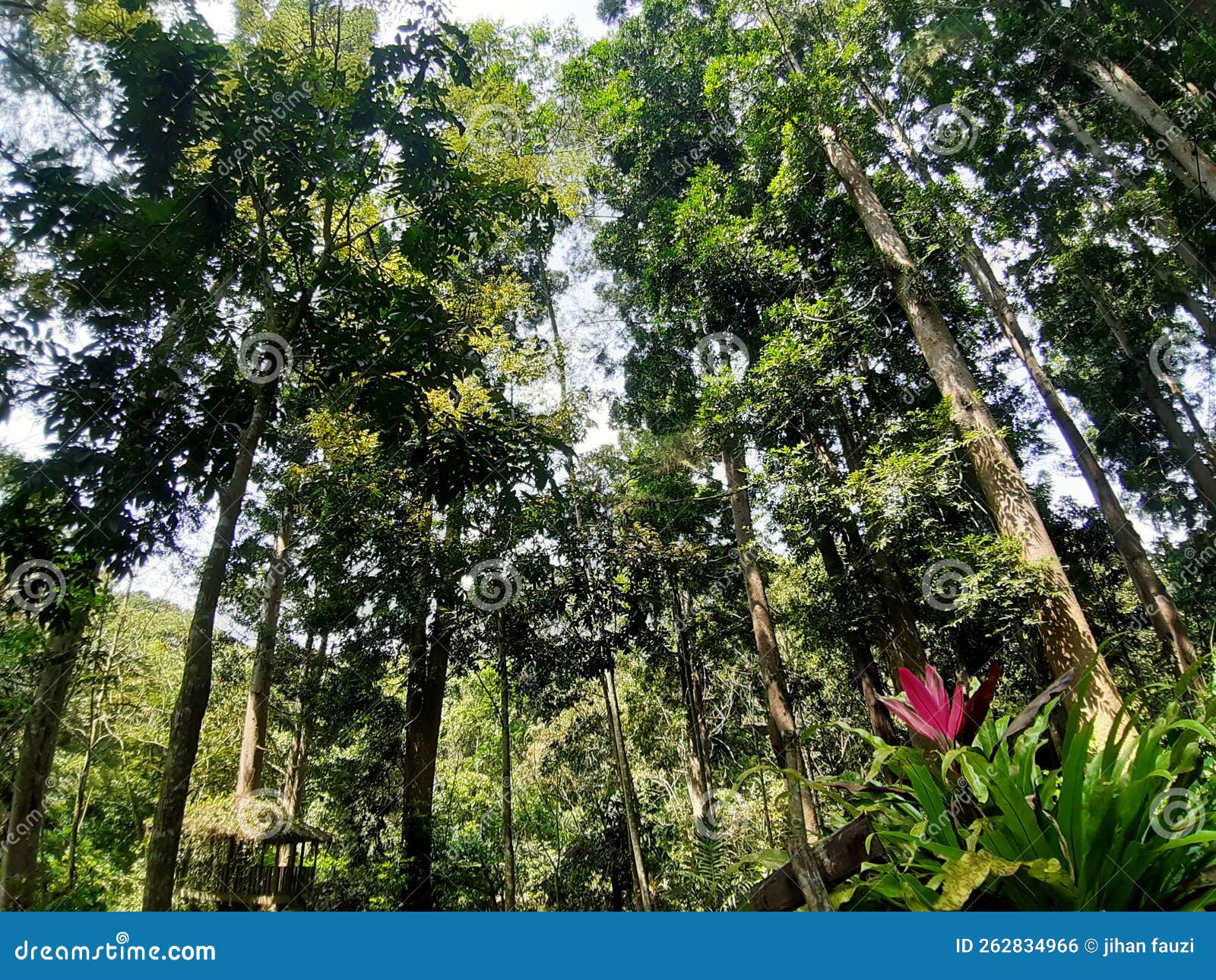 Trees Soaring High into the Sky Stock Photo - Image of composed, tree ...