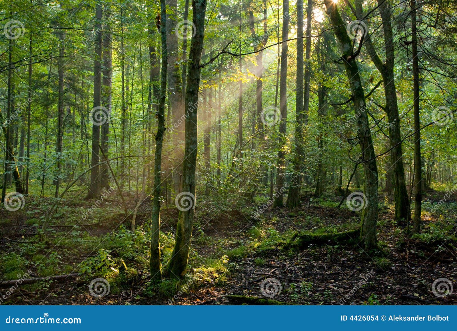 Trees in a Soft Early Morning Light Stock Photo - Image of warm ...