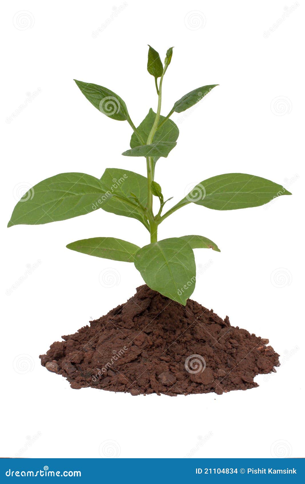 Trees and soil stock photo. Image of seedling, care, metaphor - 21104834